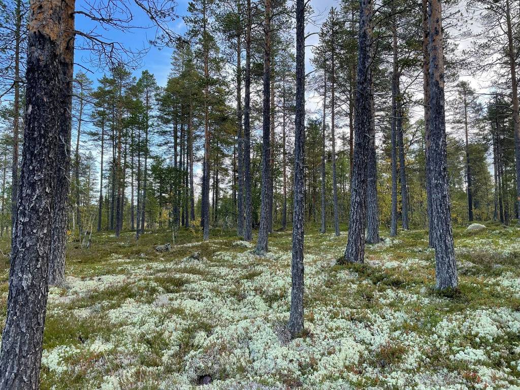 Storbo 1:45 - gård/skog till salu - Hemnet