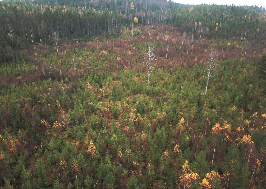 SOLLEFTEÅ RAMSELE-HOLME 1:34 i Holme, Sollefteå kommun - gård/skog till ...