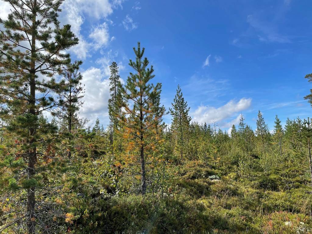 Storbo 1:45 - gård/skog till salu - Hemnet