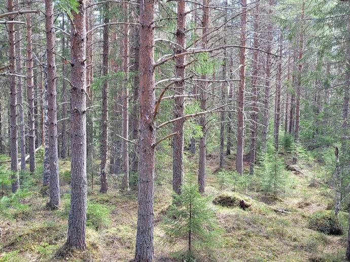 gård/skog i Björnön, Bräcke kommun - gård/skog till salu - Hemnet