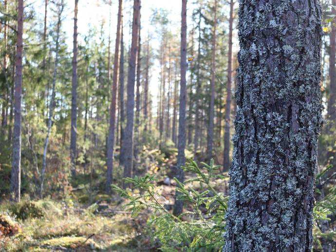 Norrtälje Massum 2:37 - gård/skog till salu - Hemnet