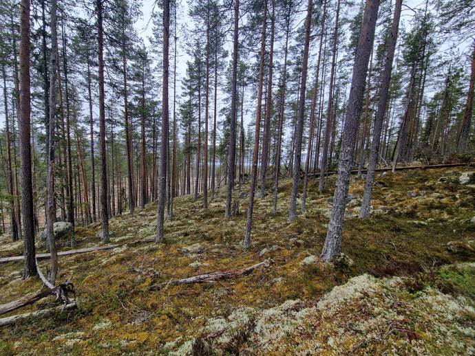 gård/skog i Mälgåsen, Bräcke kommun - gård/skog till salu - Hemnet