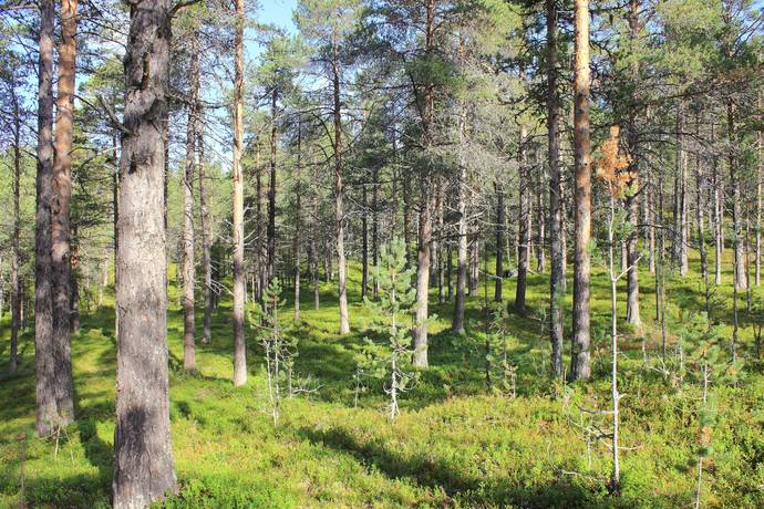 Kurravaara 1:28 i Kurravaara, Kiruna kommun - tomt till salu - Hemnet