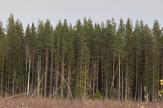 45 ha fin skog - Gräsmyr 2:24 - gård/skog till salu - Hemnet