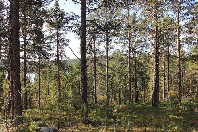 Kurravaara 1:28 i Kurravaara, Kiruna kommun - tomt till salu - Hemnet