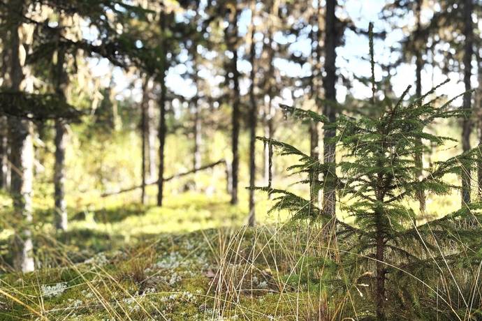 BJURHOLM BASTUTRÄSK 2:11 i Bjurholm, Bjurholms kommun - gård/skog till ...