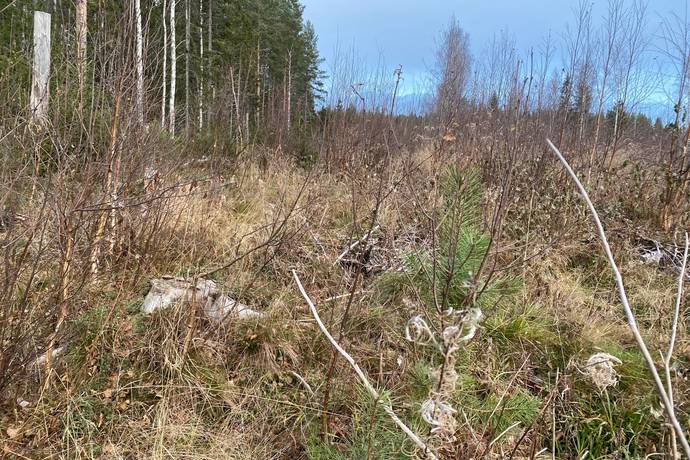 45 ha fin skog - Gräsmyr 2:24 - gård/skog till salu - Hemnet