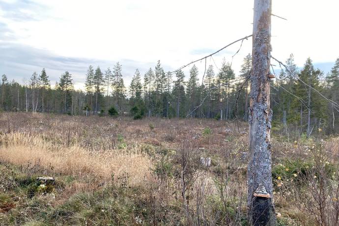 45 ha fin skog - Gräsmyr 2:24 - gård/skog till salu - Hemnet