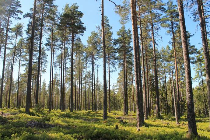 LEKSAND YTTERMO 11:7 - Gård/skog till salu - Hemnet