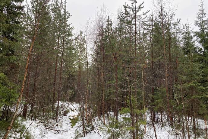 45 ha fin skog - Gräsmyr 2:24 - gård/skog till salu - Hemnet