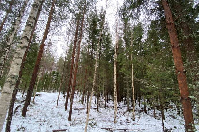 45 ha fin skog - Gräsmyr 2:24 - gård/skog till salu - Hemnet