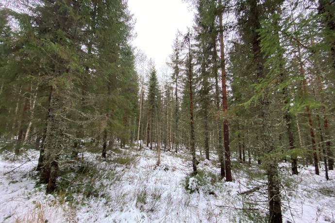 45 ha fin skog - Gräsmyr 2:24 - gård/skog till salu - Hemnet