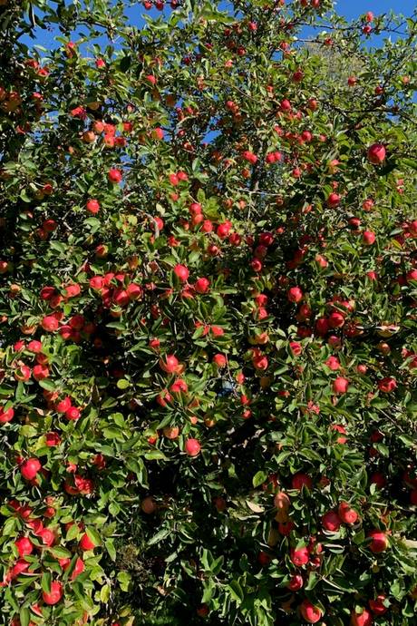 Södra Kolonin, Lupinstigen 10 i Hemsta, Gävle kommun - fritidshus till ...
